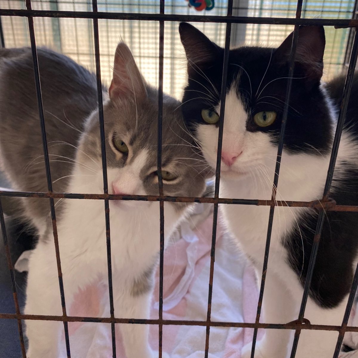 Animal Rescue Cyprus – Animal Rescue Cyprus