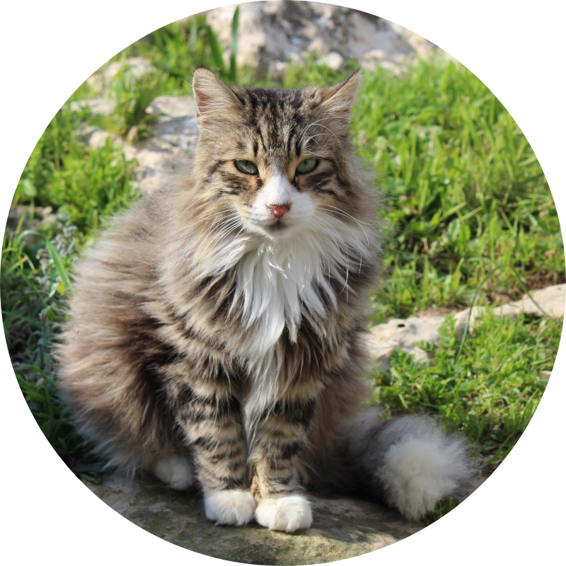 Adoption Application form - Animal Rescue Cyprus