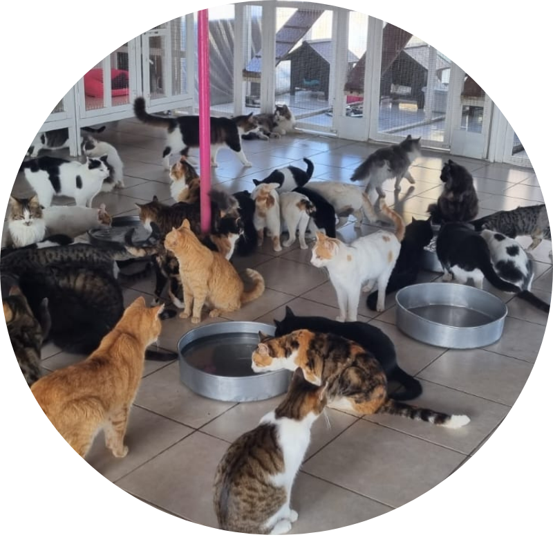 What we do – Animal Rescue Cyprus