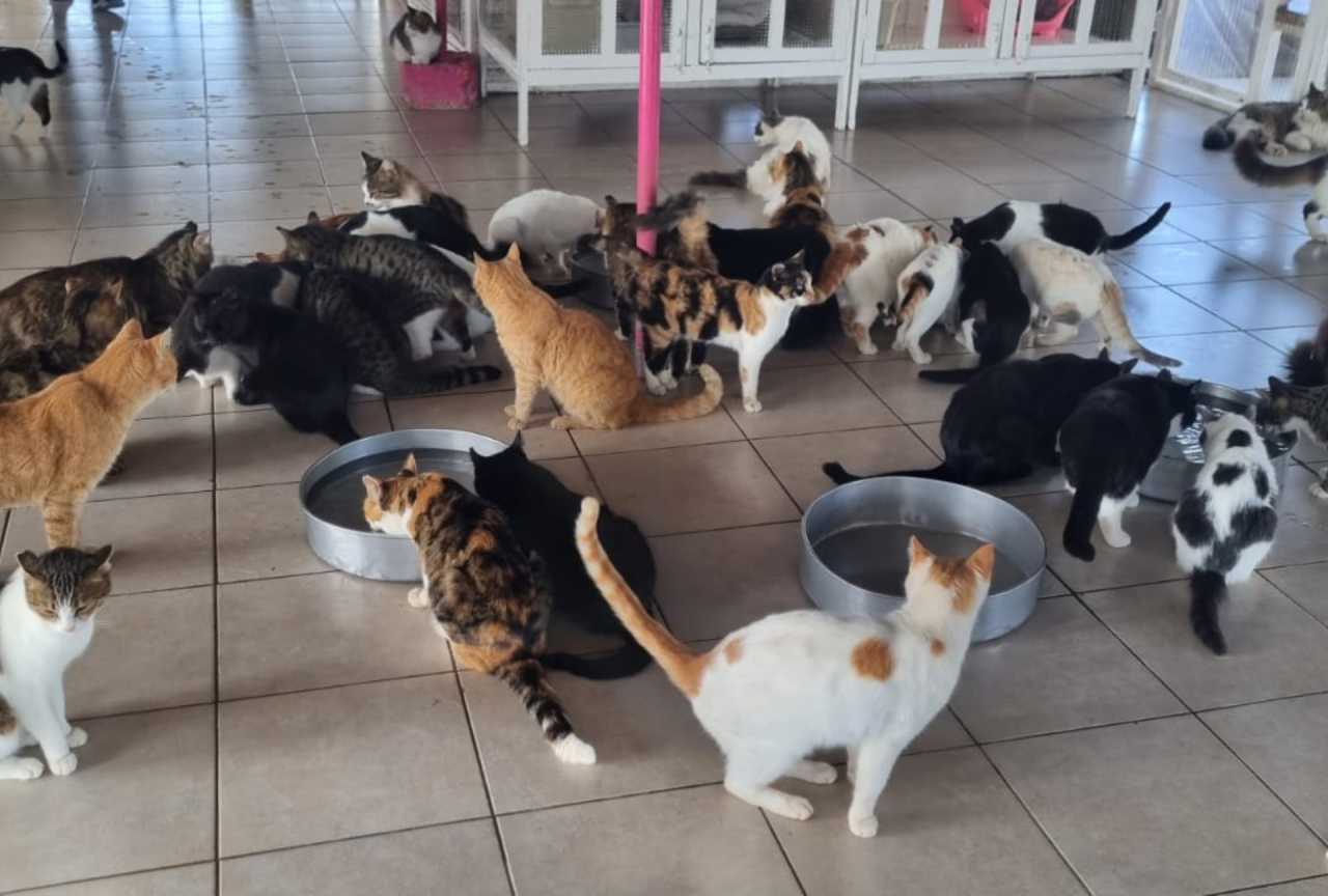 Adoption process - Animal Rescue Cyprus