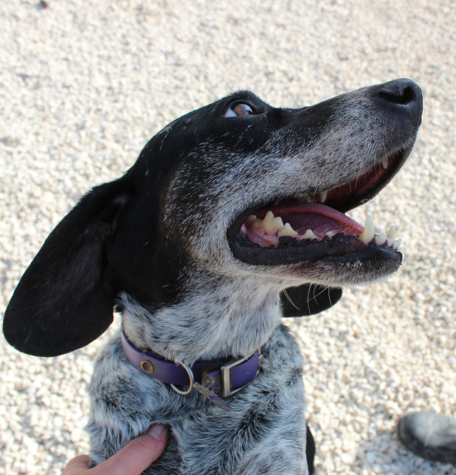 Waiting for home – Animal Rescue Cyprus