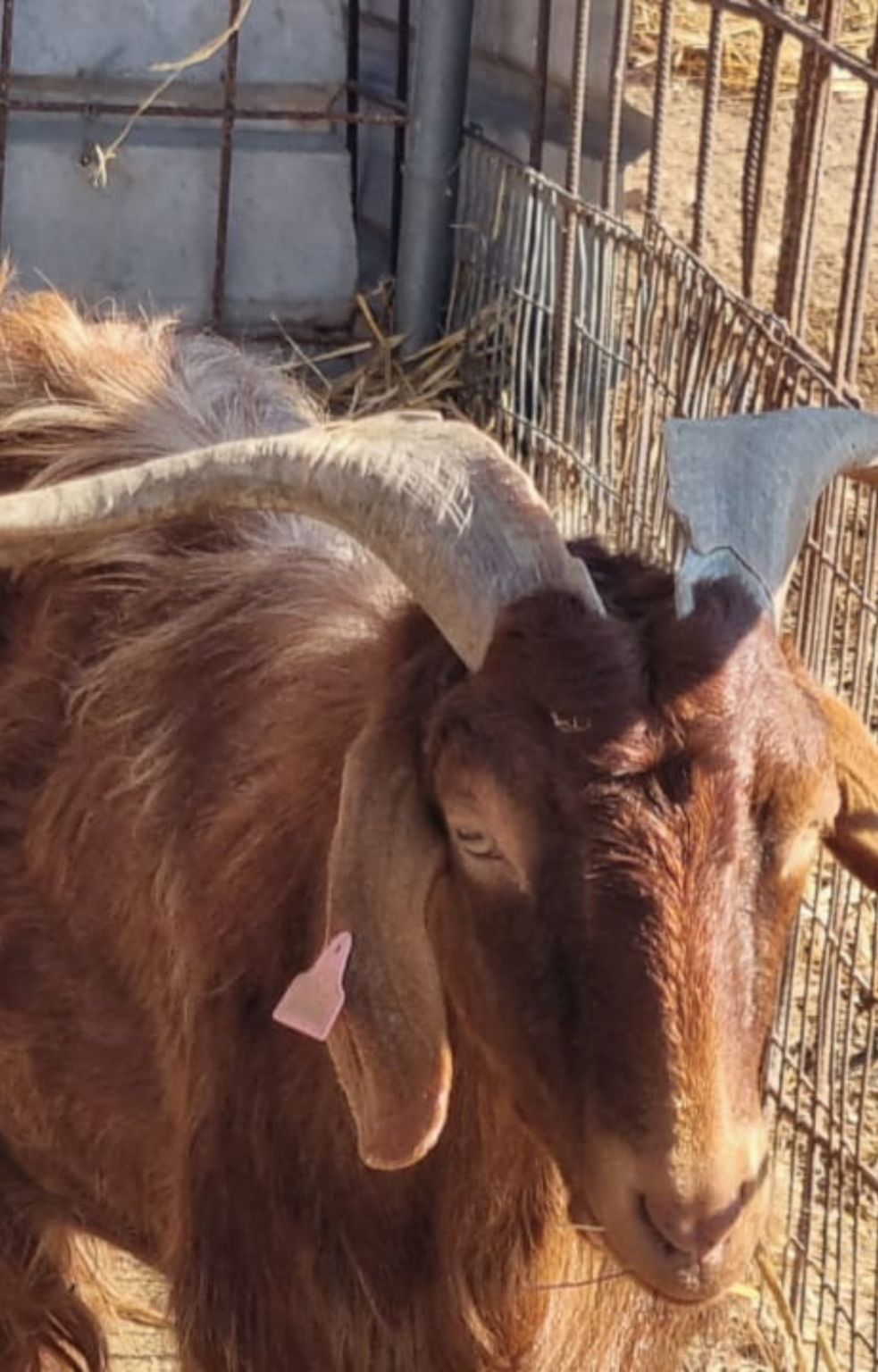 Volunteer – Animal Rescue Cyprus