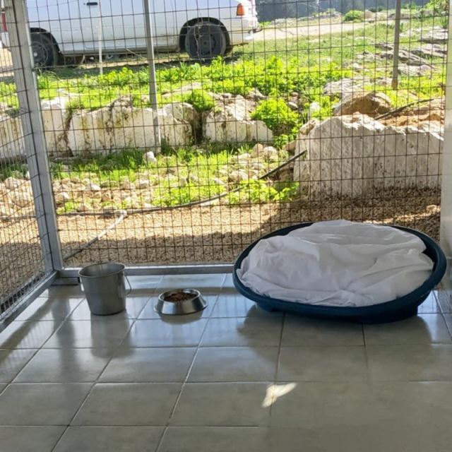 Pet Boarding - Animal Rescue Cyprus
