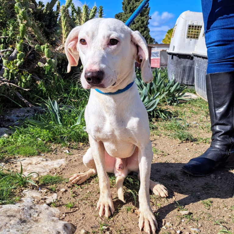 Animal Rescue Cyprus- Reg Charity No. 4420