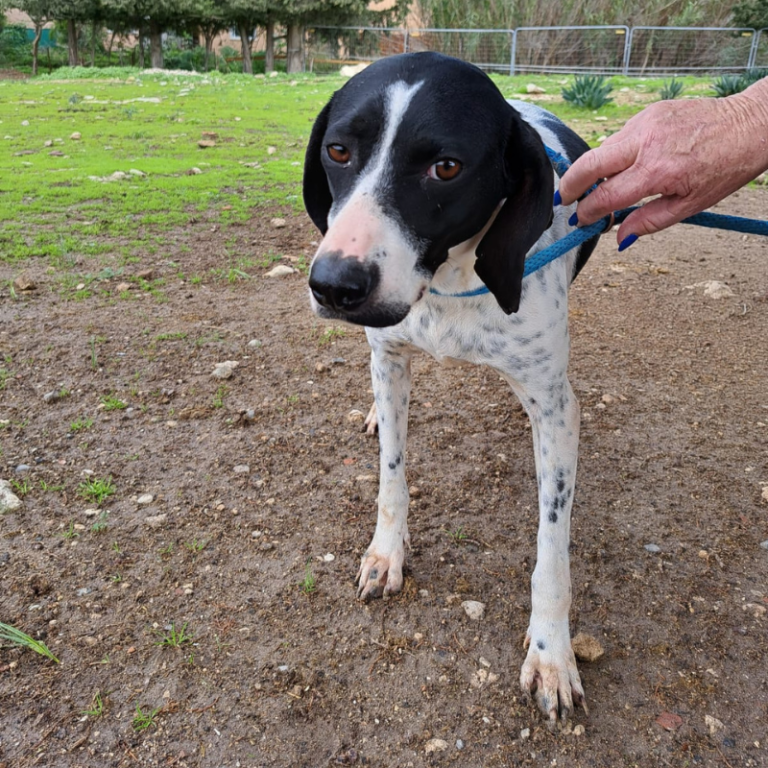 Animal Rescue Cyprus- Reg Charity No. 4420