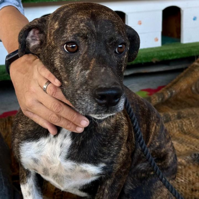 Available for adoption