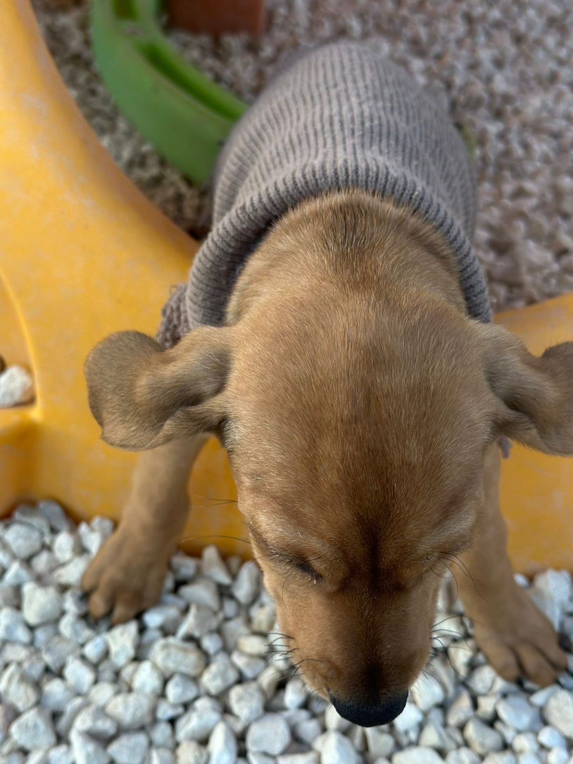 Animal Details Sam – Animal Rescue Cyprus