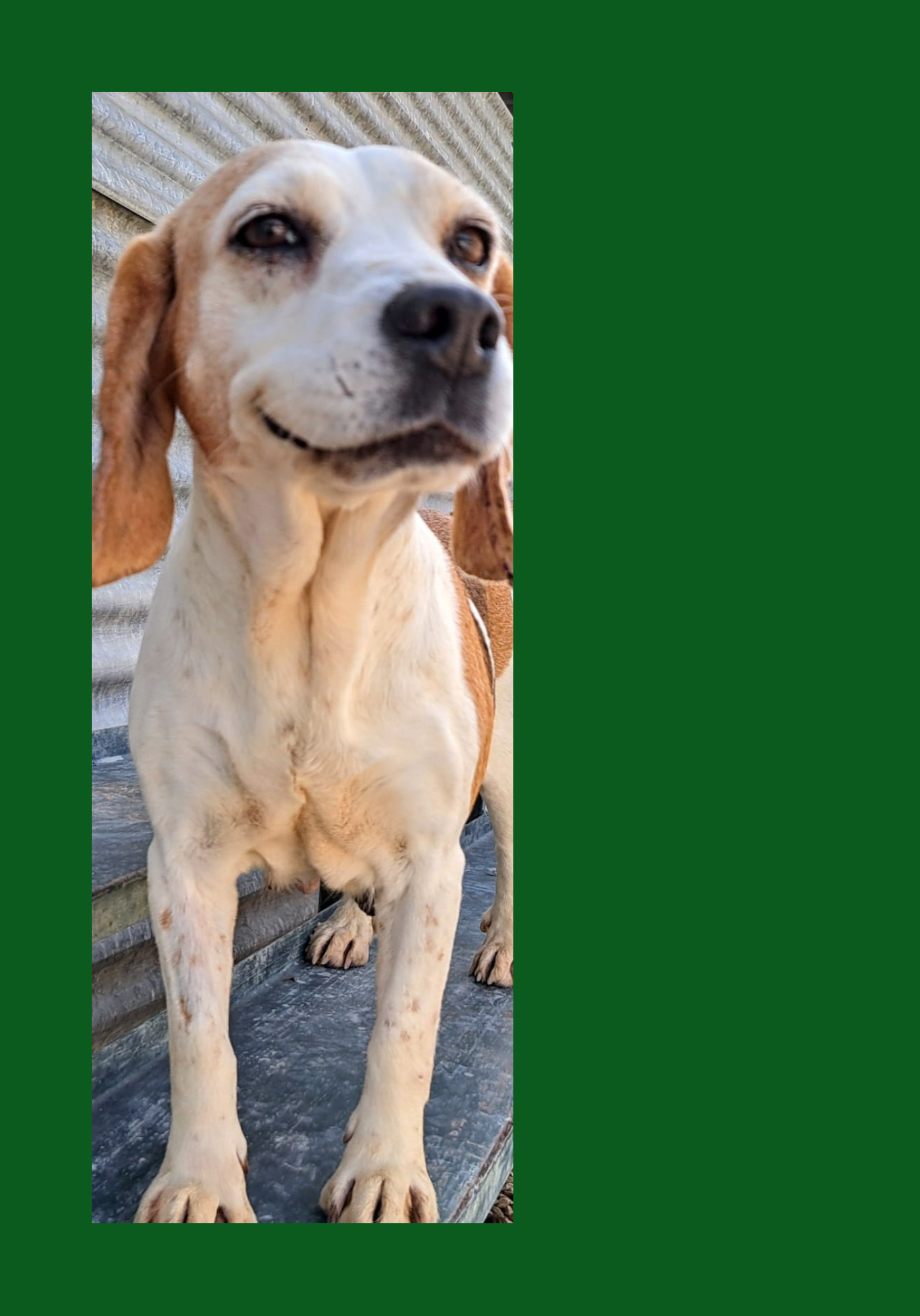 ARC Guide and Map - Animal Rescue Cyprus